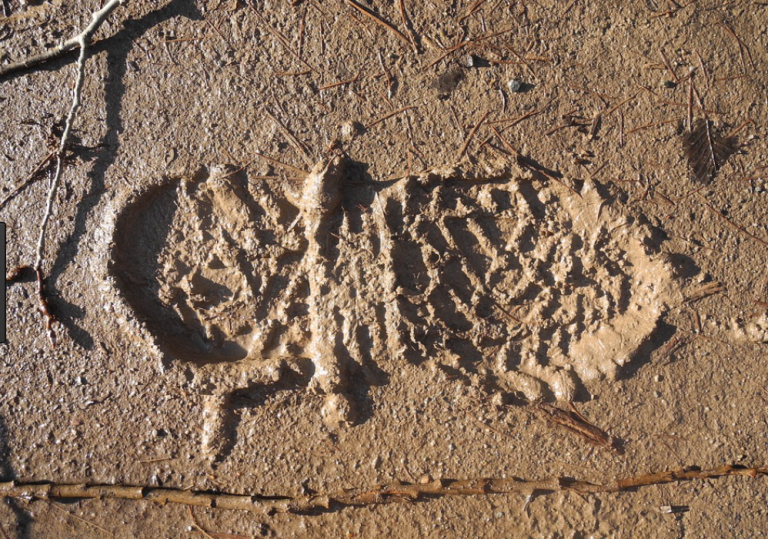 A Brief History of CSI by Angela Buckley | Funzing